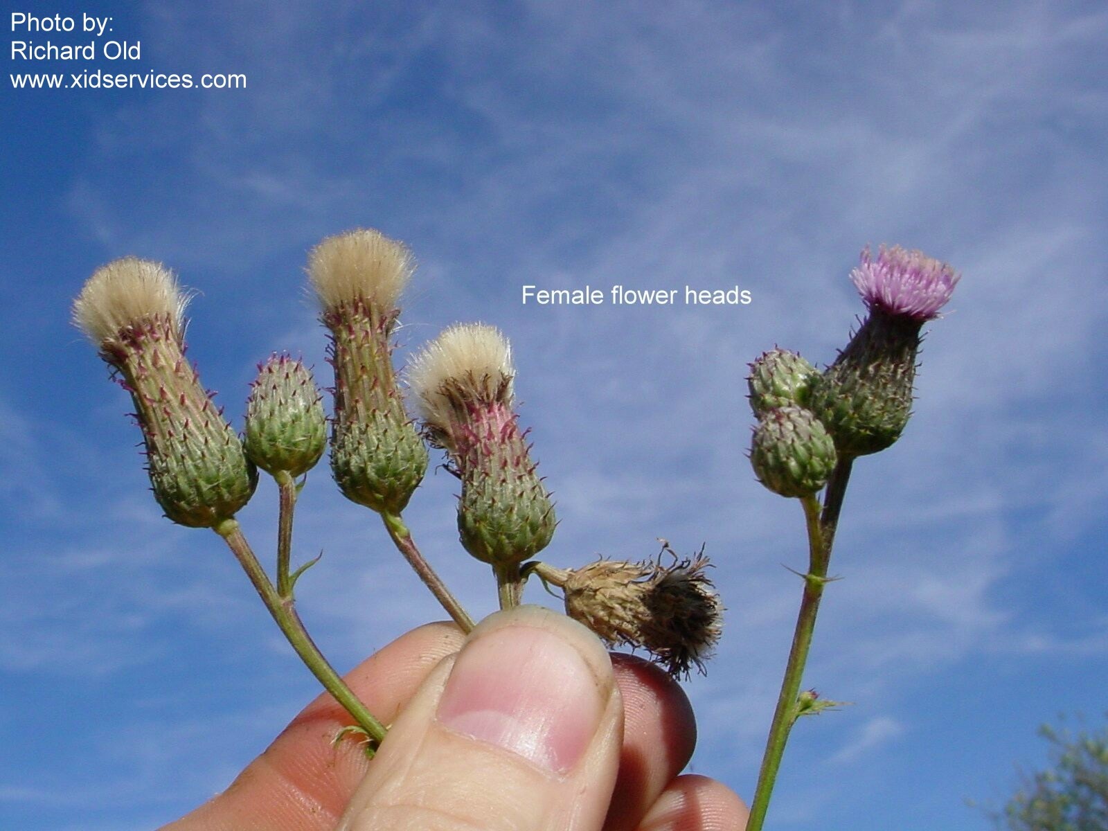 CanadathistleFemaleFlowersROld.jpg 9/6/23, 2:44 PM