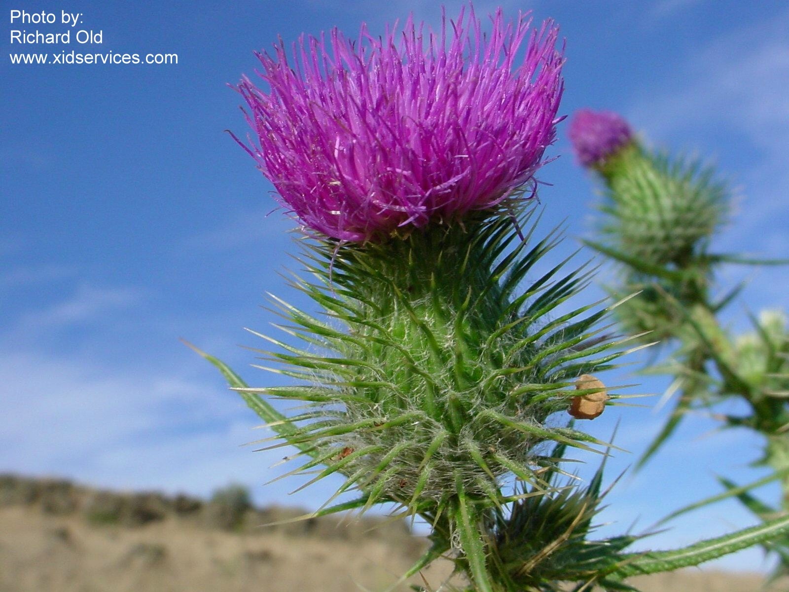 BullThistleFlower.jpg
